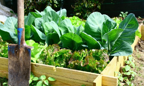 Je kweekbak vullen | Horta Tuin & Dier